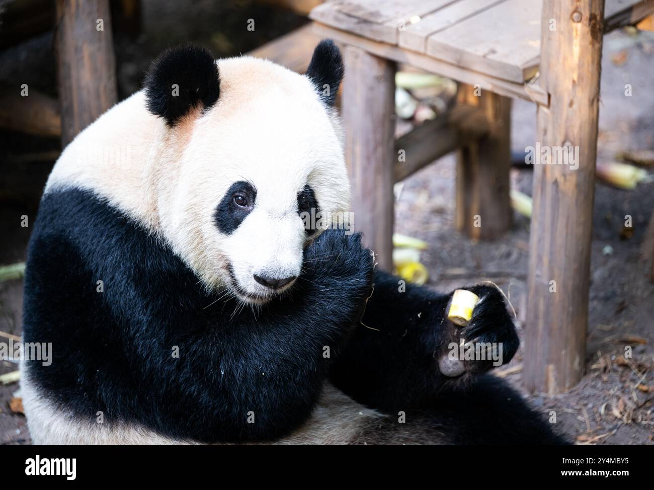Giant pandas enjoy food at Chongqing Zoo, Chongqing, China, 16 ...