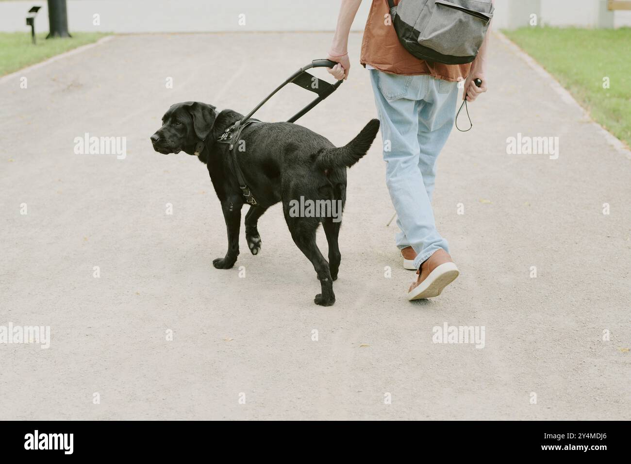 Back view shot of unrecognizable man with disability holding guide dog ...