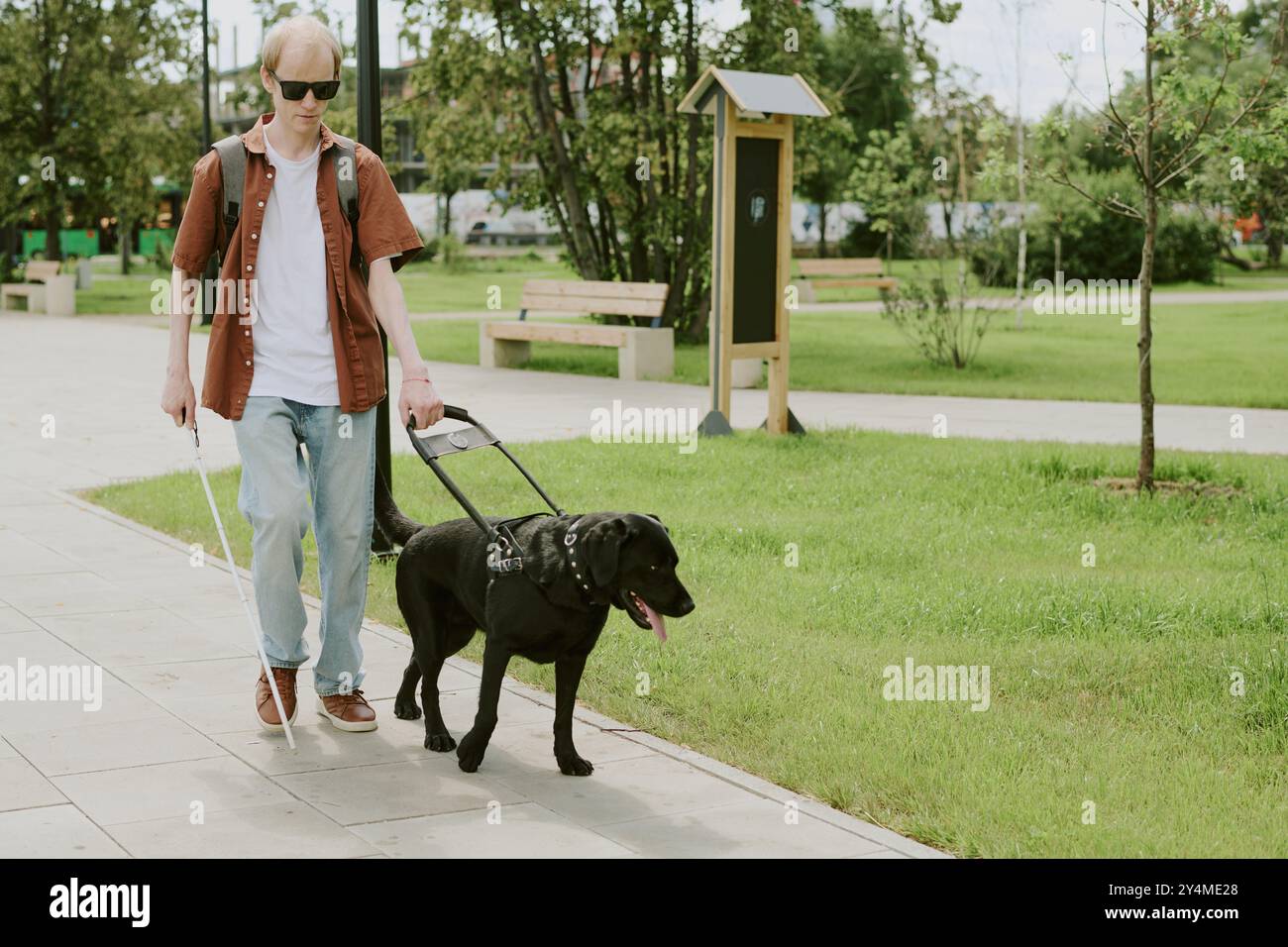 Black Labrador leading his Caucasian male owner with disability in ...