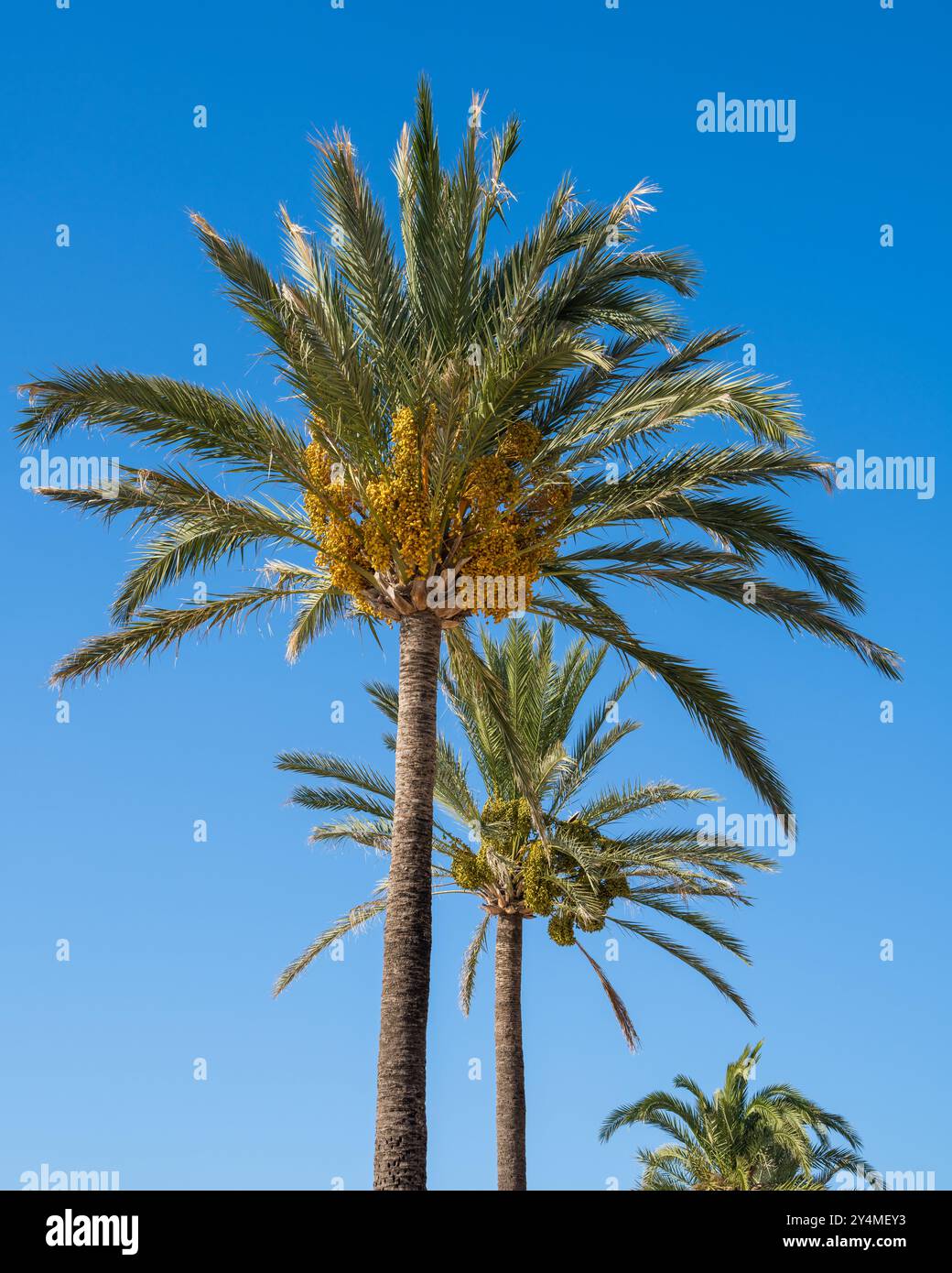 Date palm leaves against blue sky. tropical leaf, green palm leaves ...