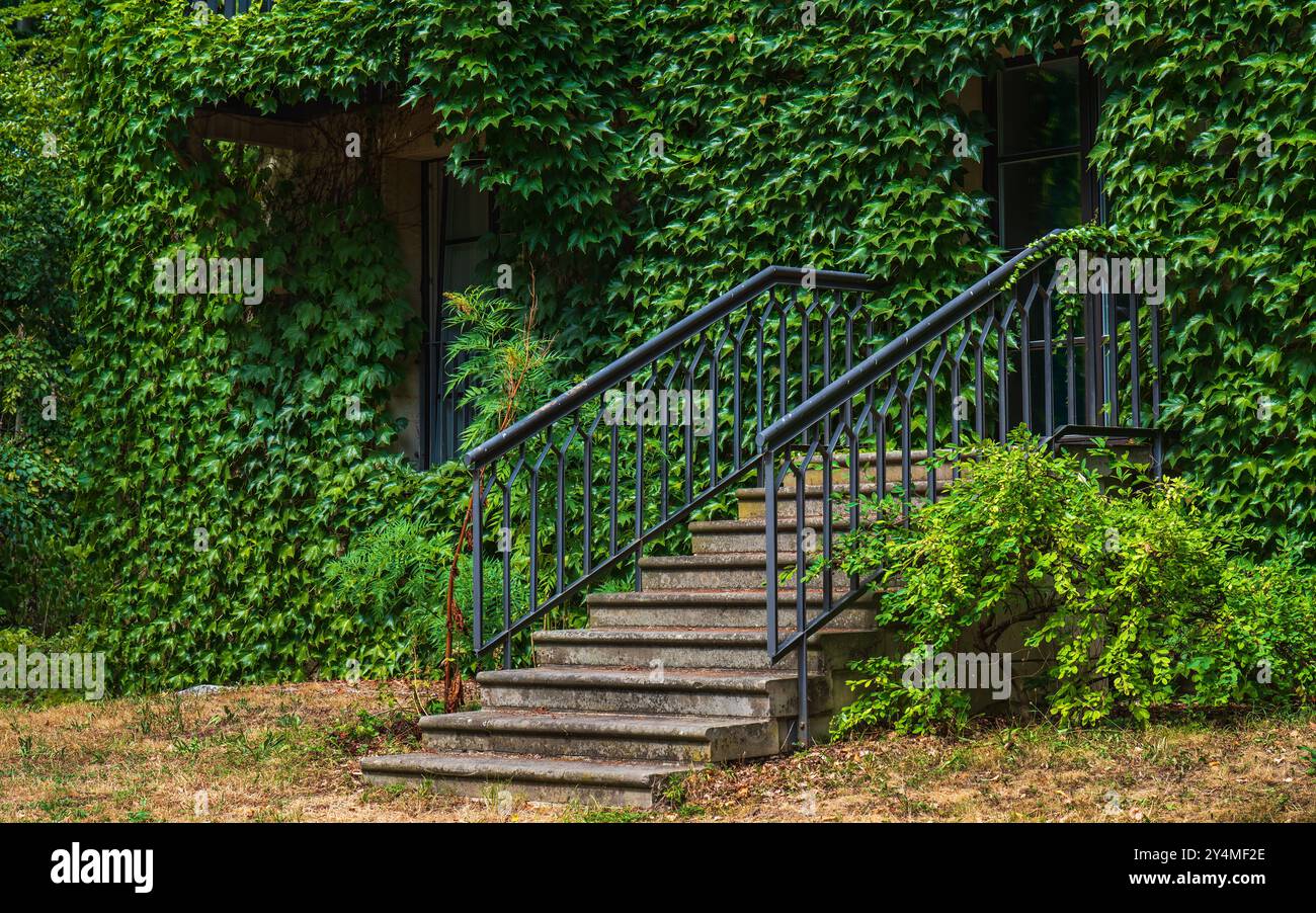 Wooden Door Overgrown With Ivy Front Of House Exterior Wall Of House