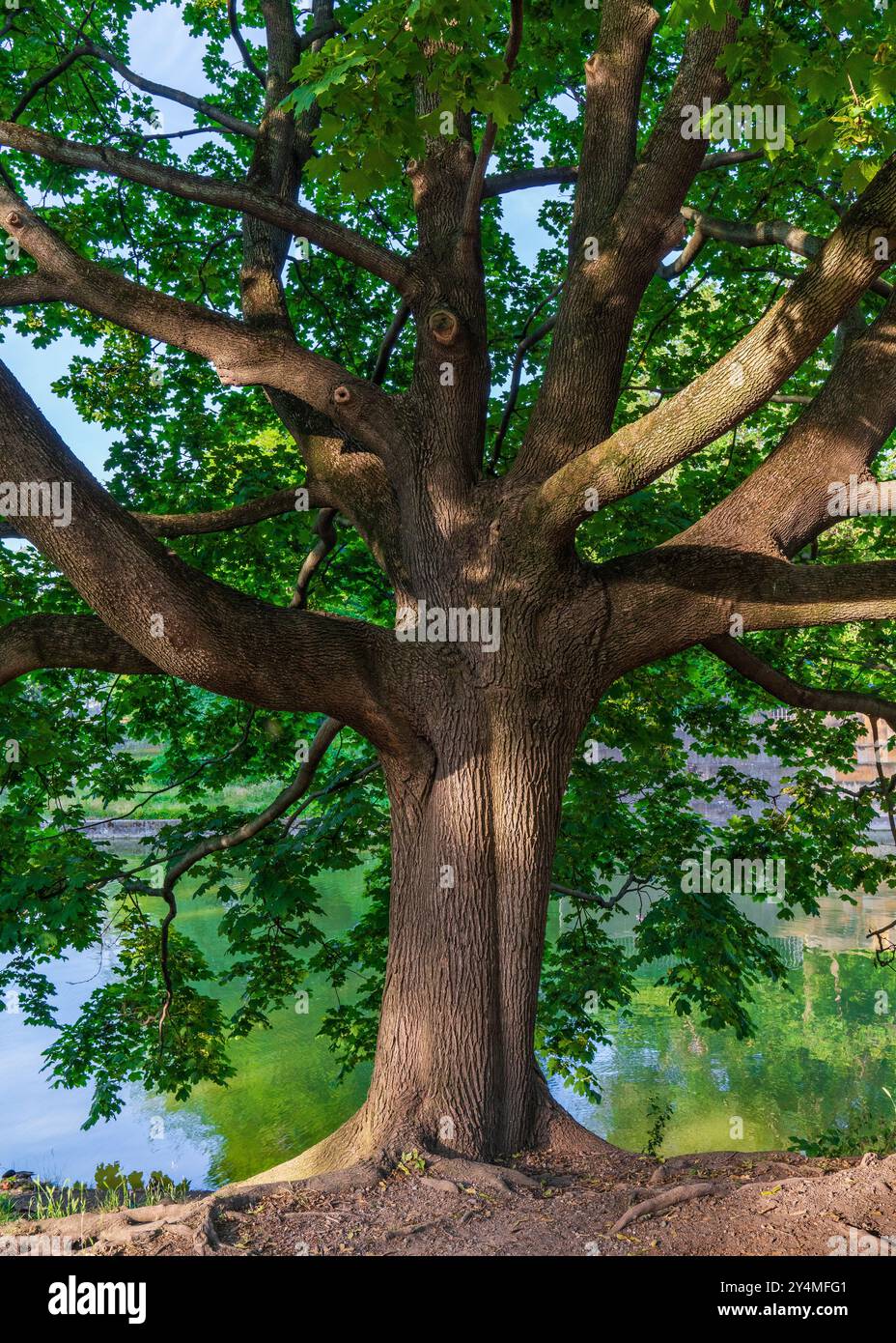 Tree with many branches grows on shore of city lake Stock Photo - Alamy