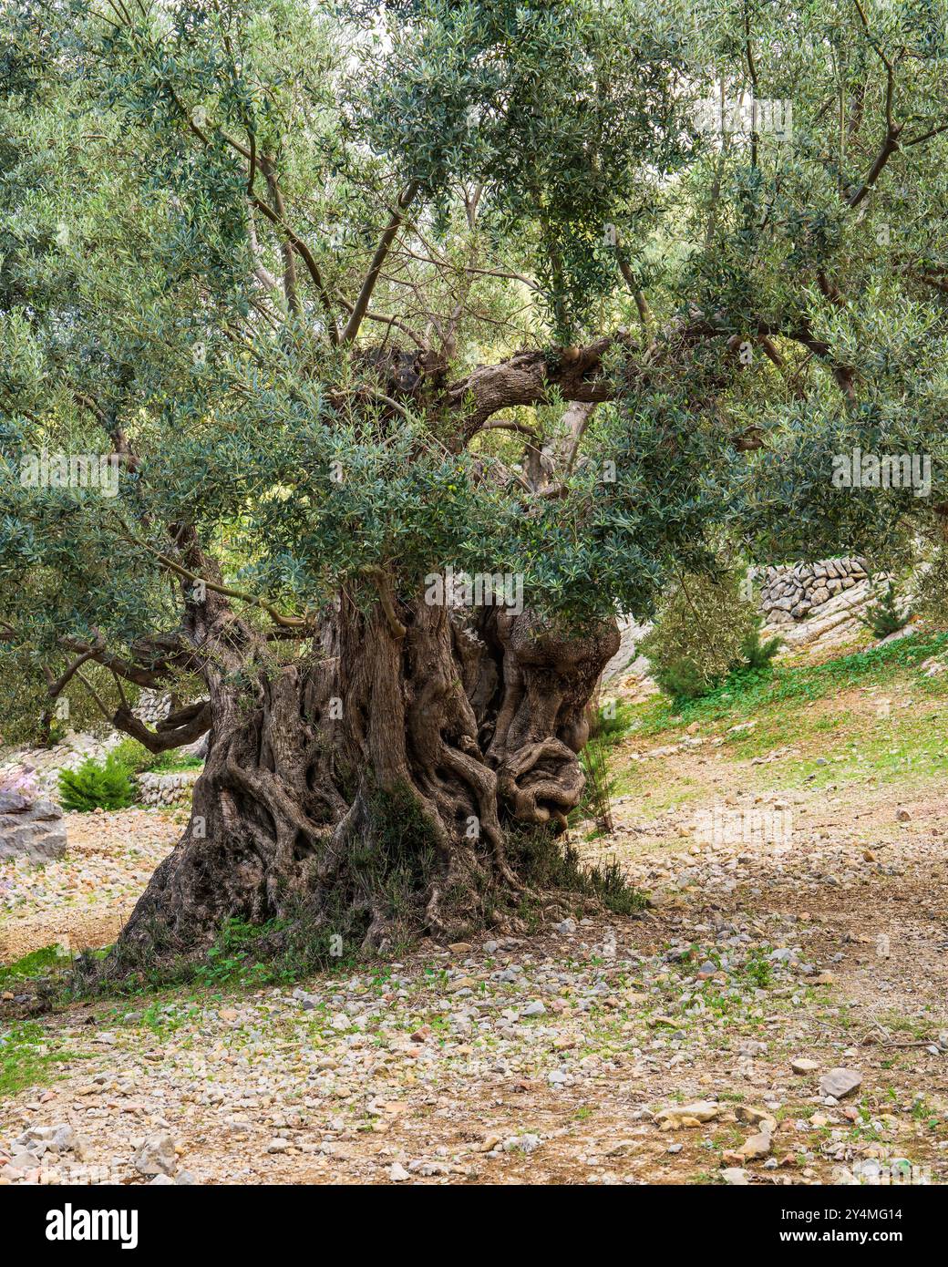 Ancient and very large olive tree with crooked trunk. Mallorca, Spain ...