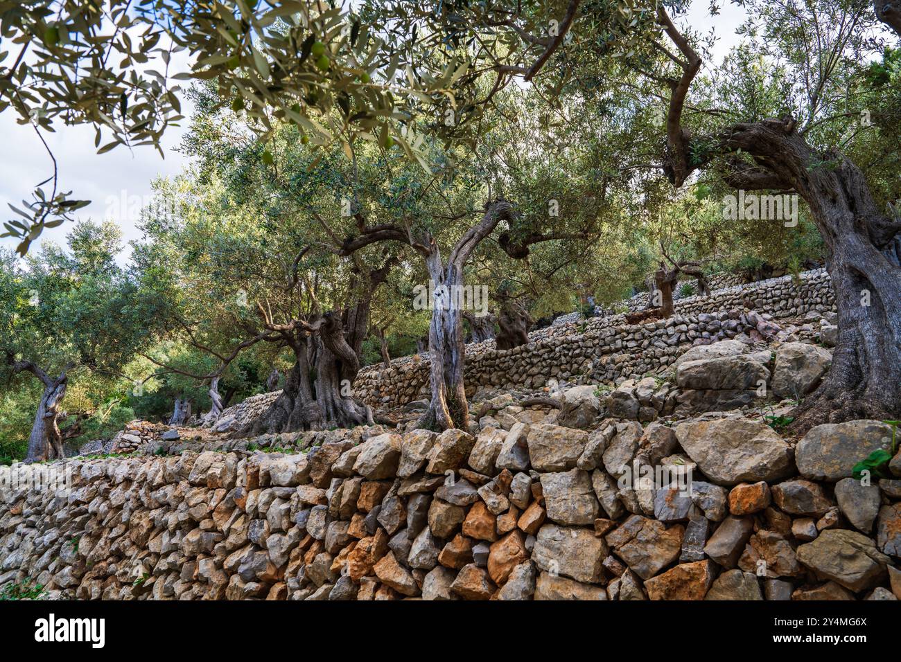 An olive grove with old twisted trees planted in cascade. Olive trees ...