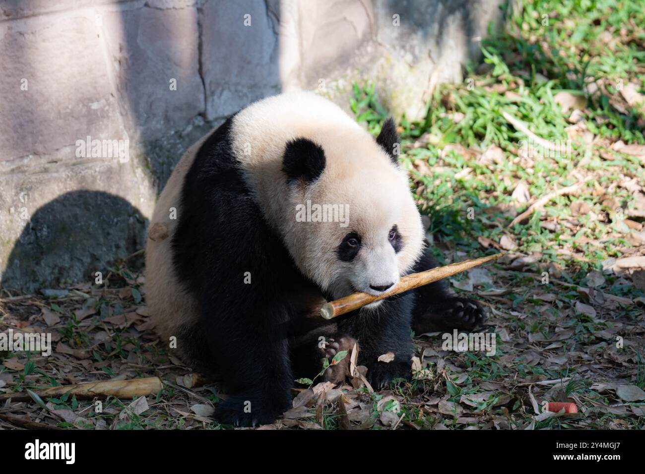 Giant pandas enjoy food for Mid-Autumn Festival at Chongqing Zoo ...