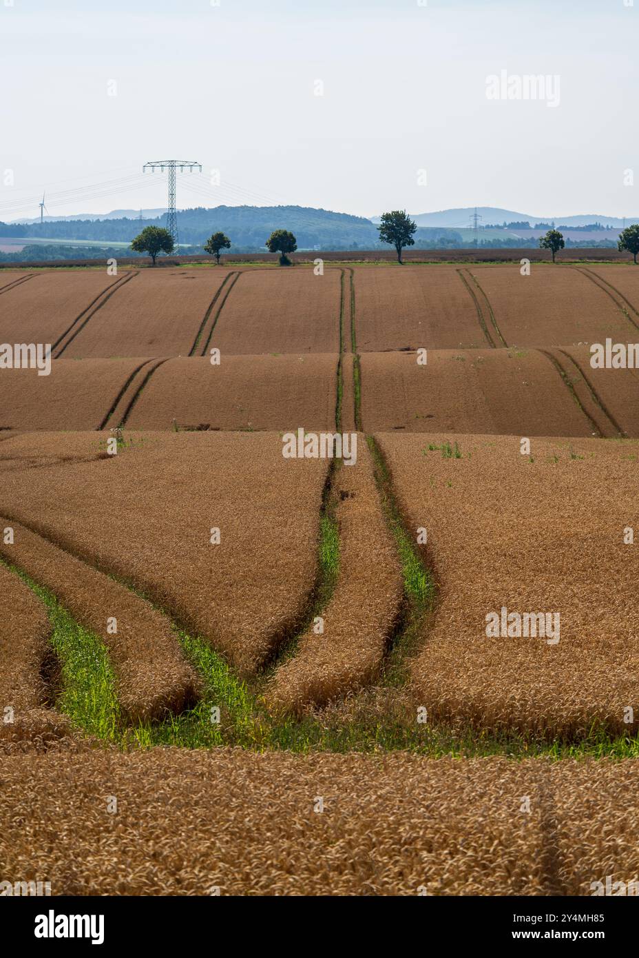 Wheat field. On the field everywhere colias. Agricultural fields with ...