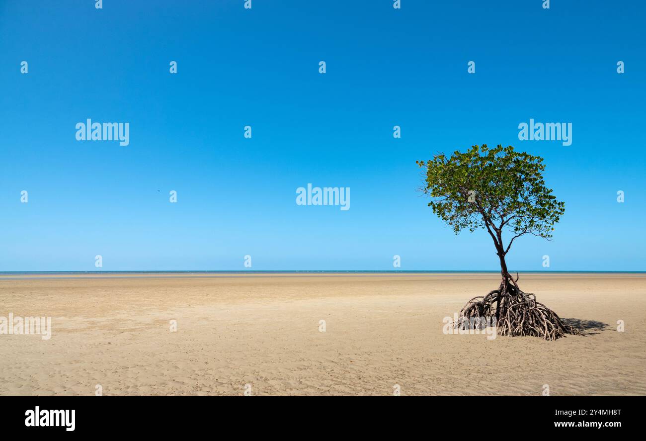 Port Douglas, Queensland, Australia. Mangrove on a sand bank at Yule ...