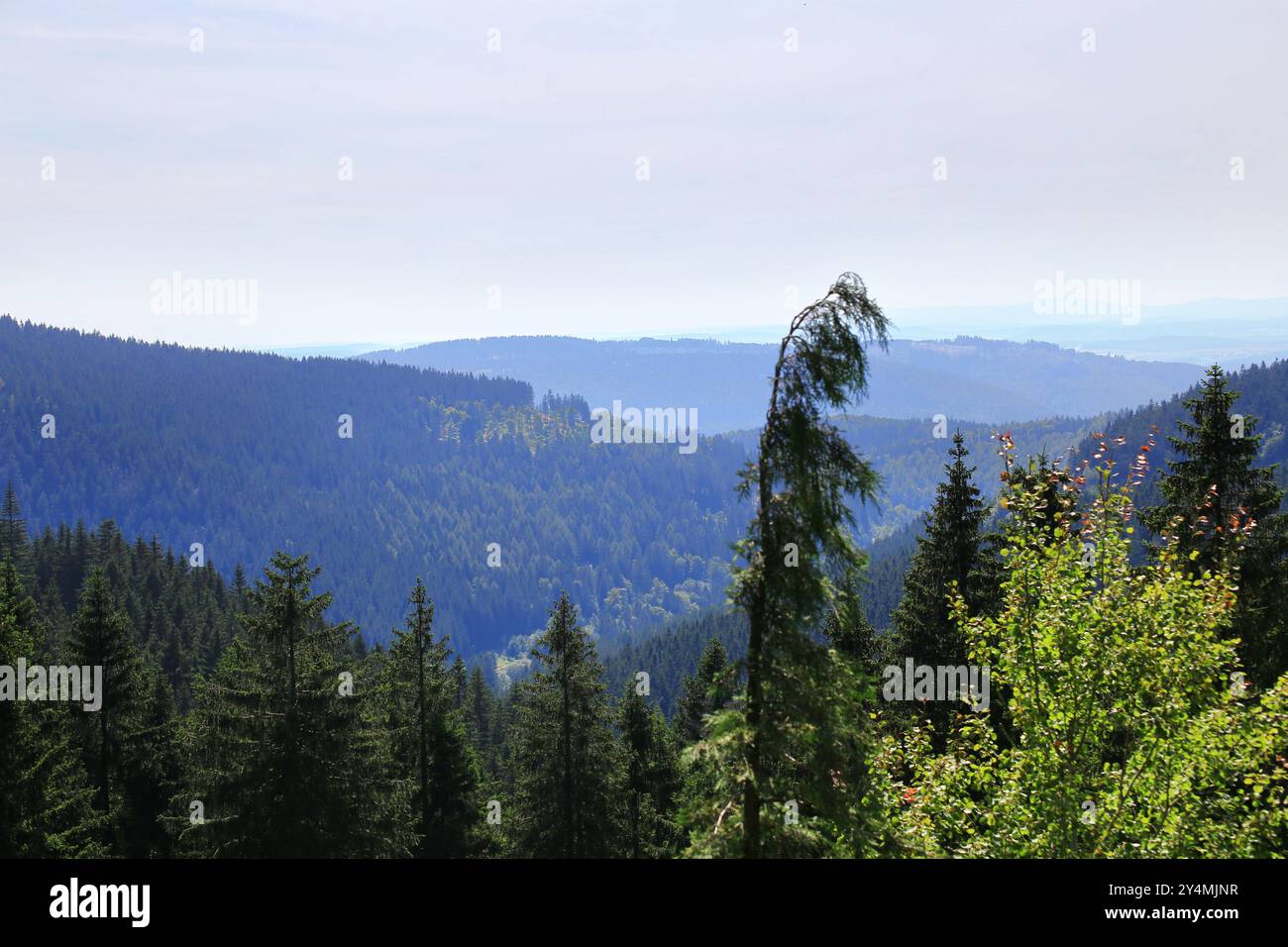 Dense forest landscape overlooking Thuringian forest with layers of ...