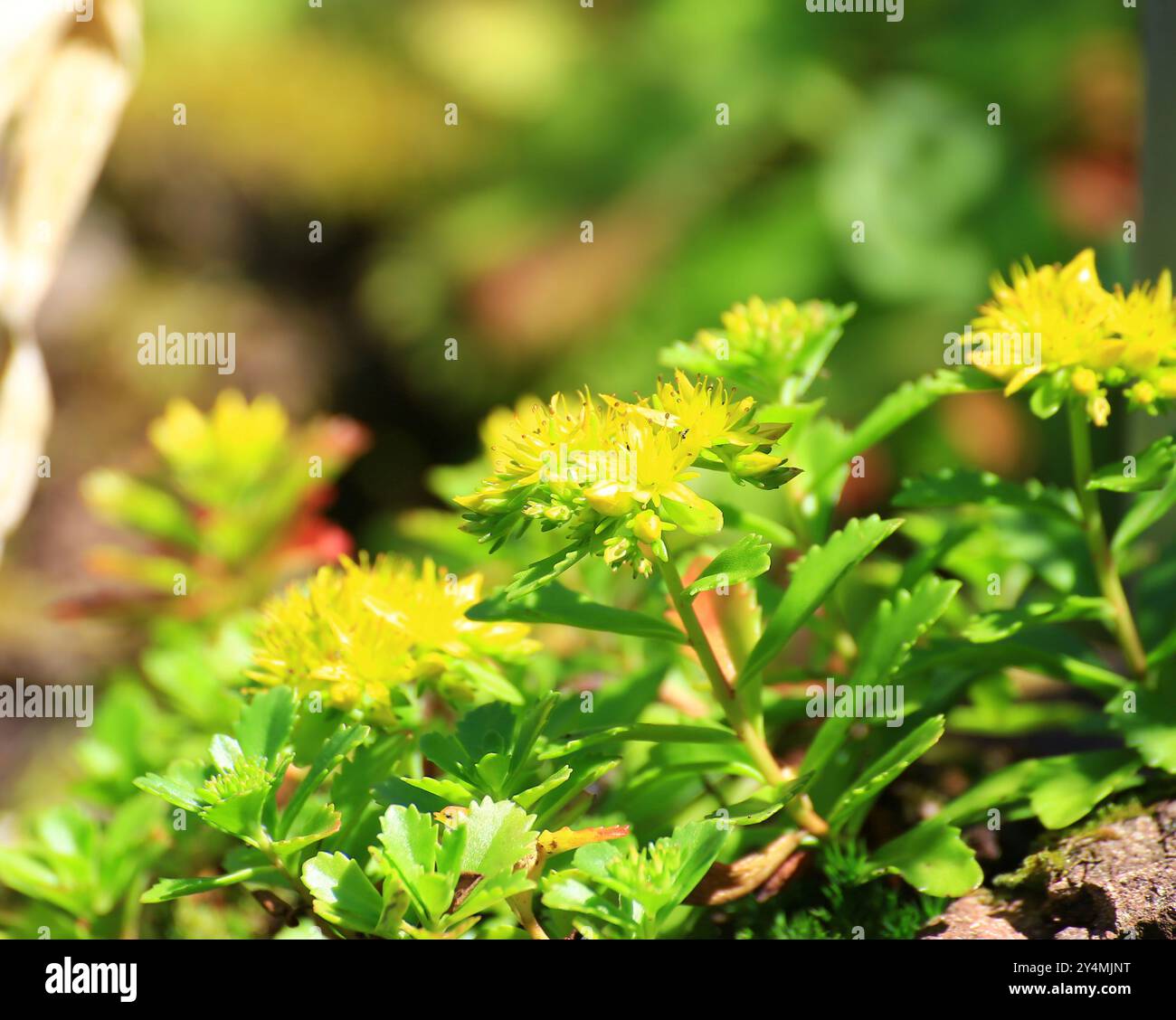 Sedum kamtschaticum, orange stonecrop, with yellow blooms and green ...