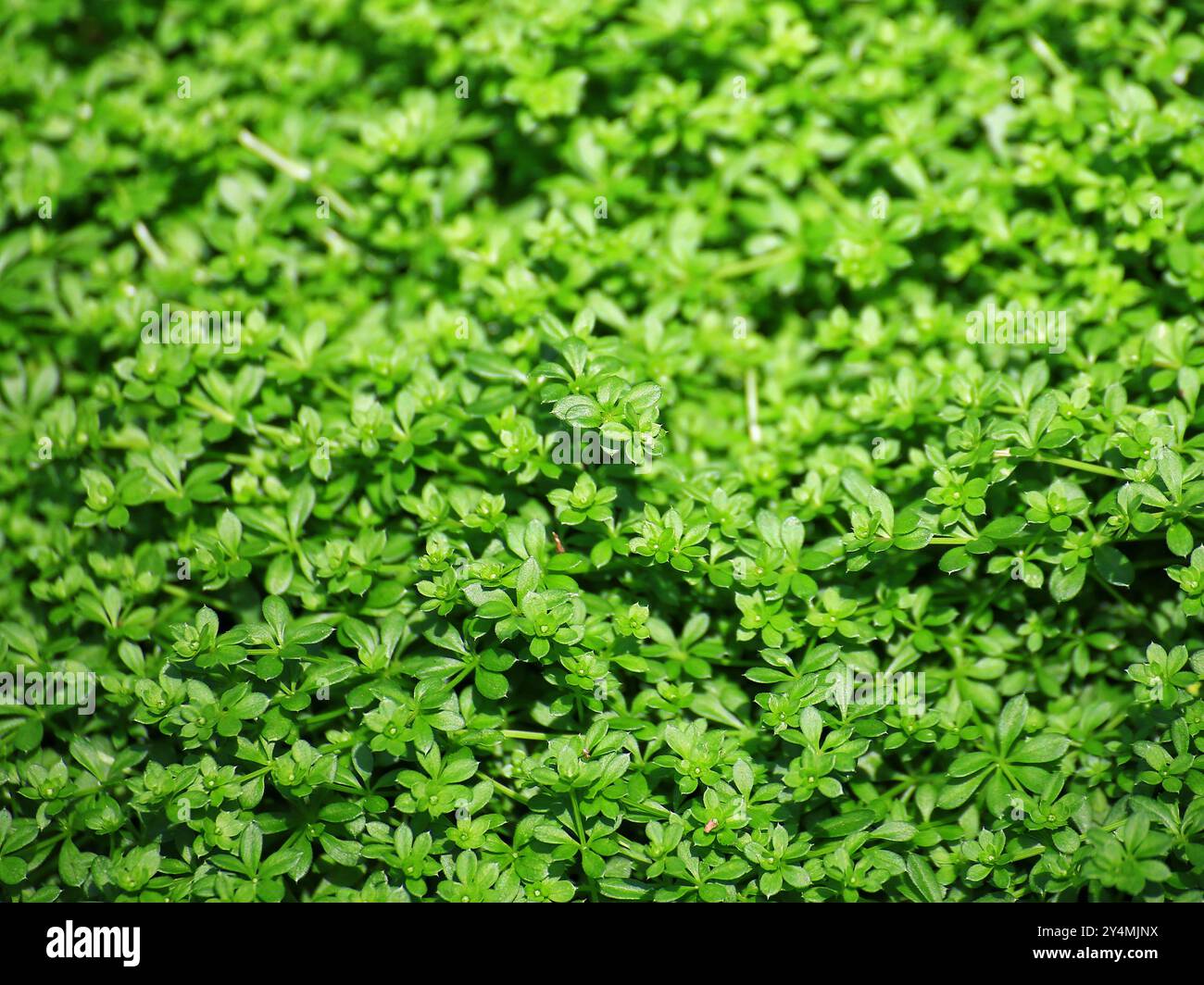 Lush green groundcover of heath bedstraw (Galium saxatile) forming a ...