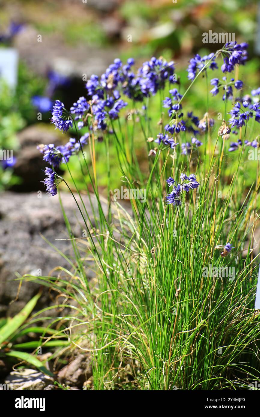 Allium cyaneum (dark-blue garlic) - clusters of blue flowers with green ...