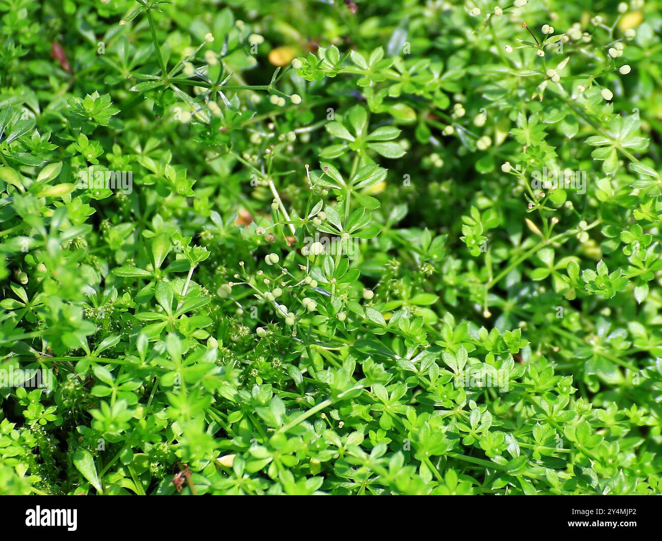 Lush green groundcover of heath bedstraw (Galium saxatile) - close up ...