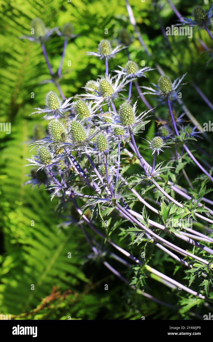 Eryngium bourgatii, Mediterranean sea holly, with spiky blue thistle ...