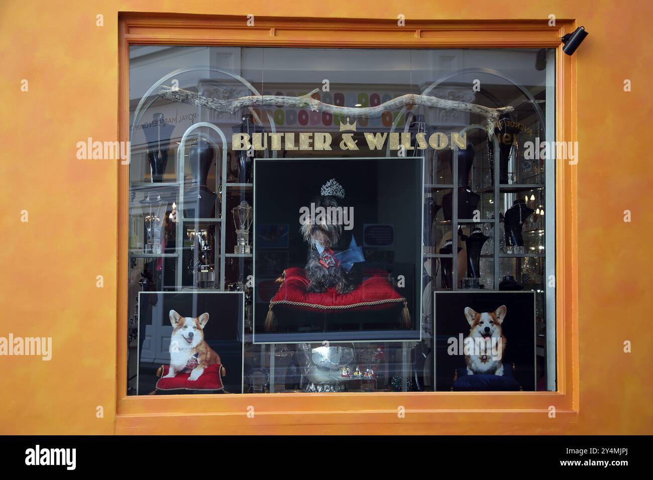 Butler and Wilson Jewellery Store with Pictures of Dogs in Window ...