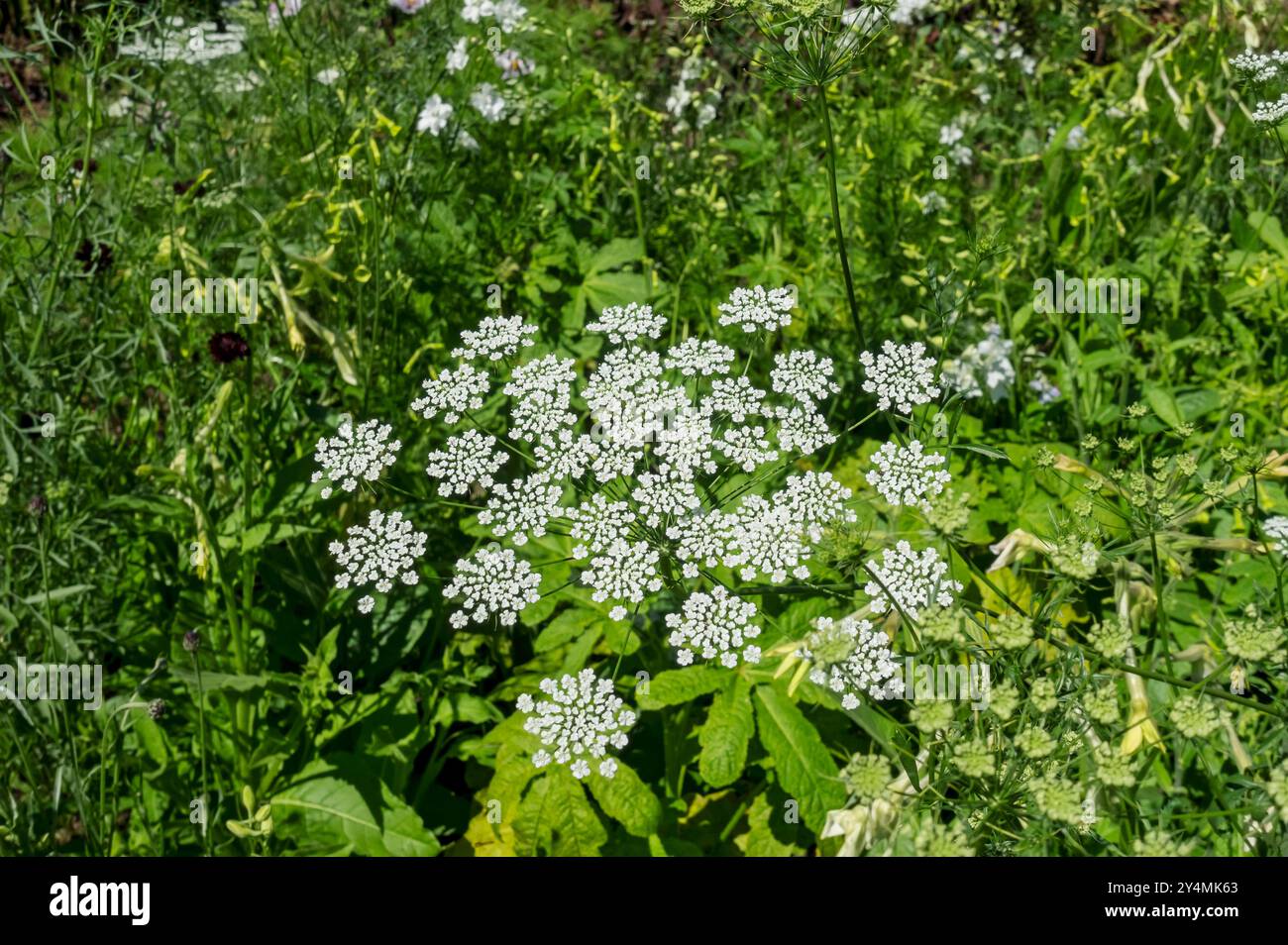 Ammi majus hi-res stock photography and images - Alamy
