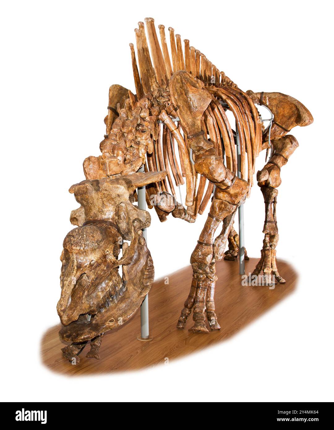 Elasmotherium hi-res stock photography and images - Alamy