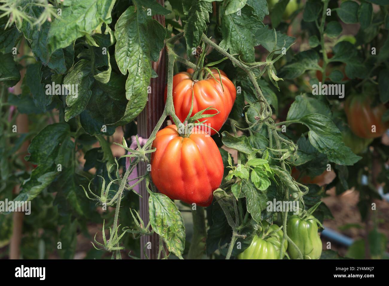 Green tomatoes ripen on bushes Stock Photo - Alamy