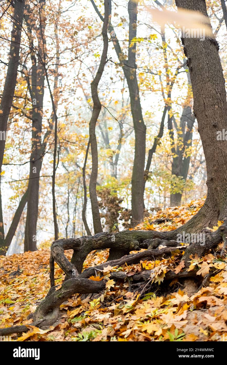 Exposed tree roots stretch over a forest floor blanketed in autumn ...