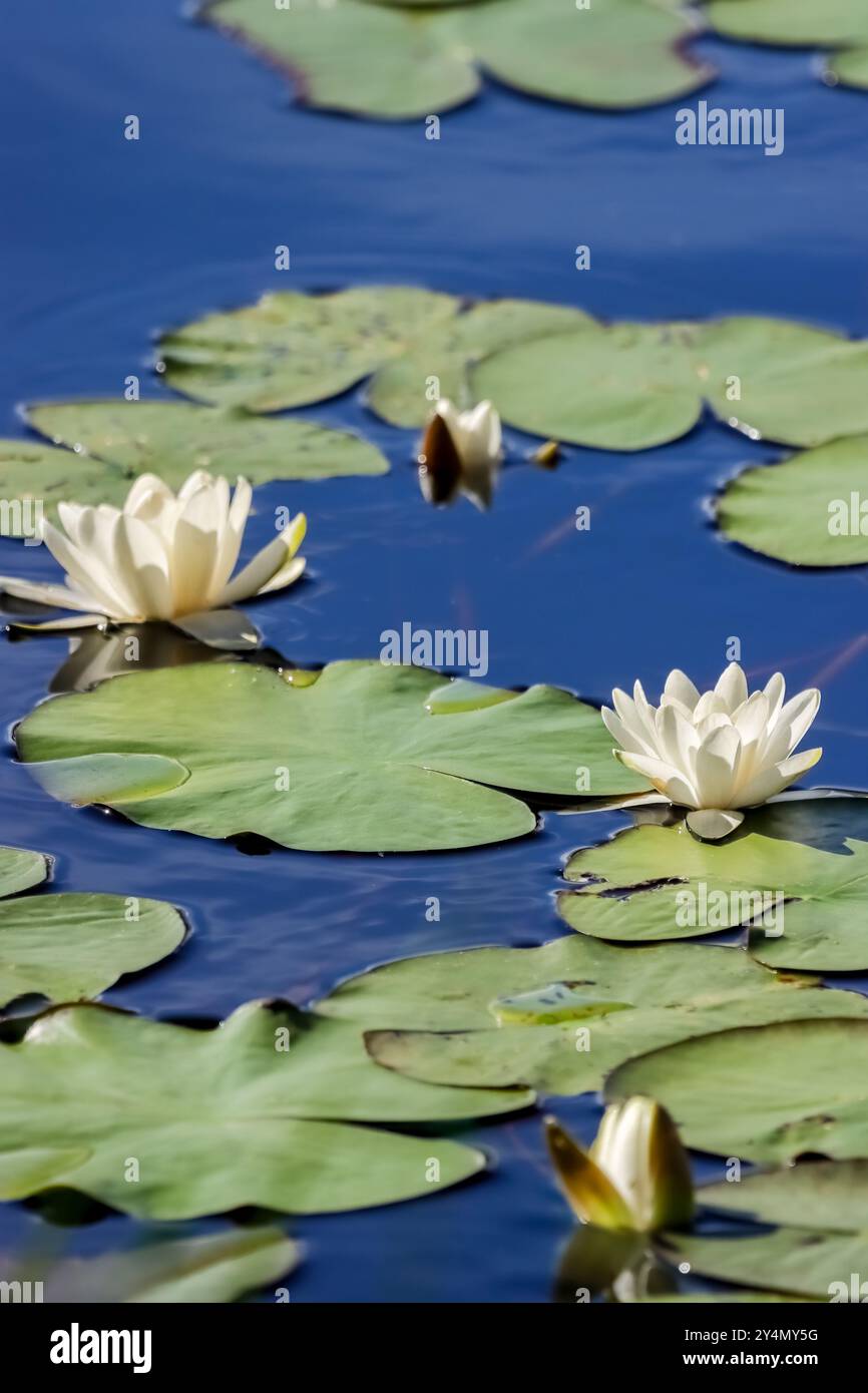 White water lilies bloom in the pond Stock Photo - Alamy