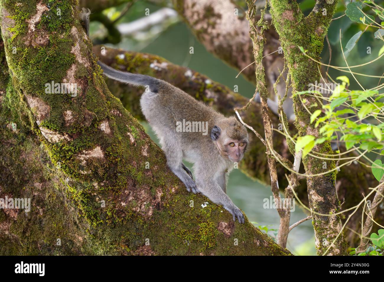 Long-tailed Macaque - Macaca fascicularis, common monkey from Southeast ...