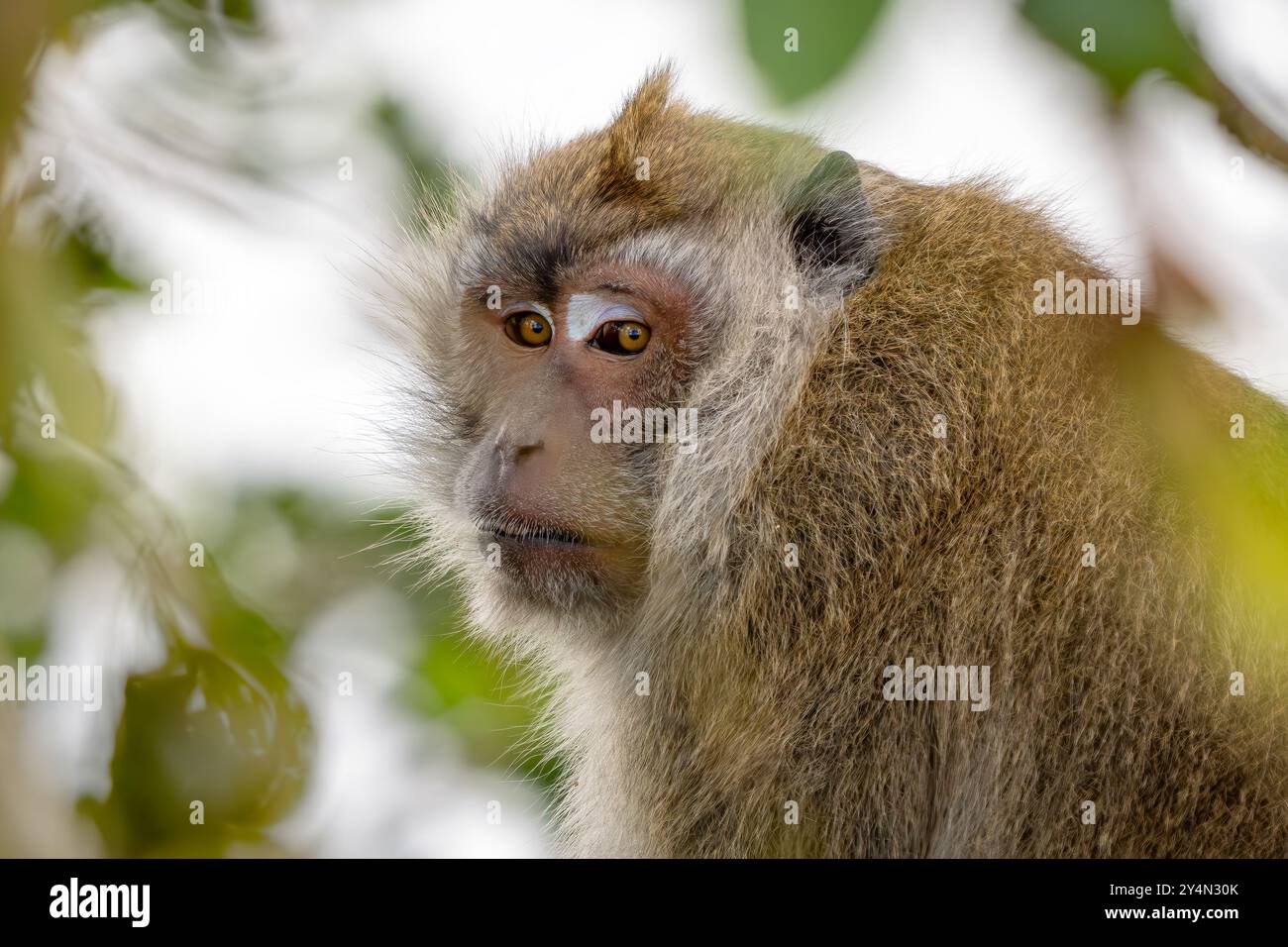 Long-tailed Macaque - Macaca fascicularis, common monkey from Southeast ...