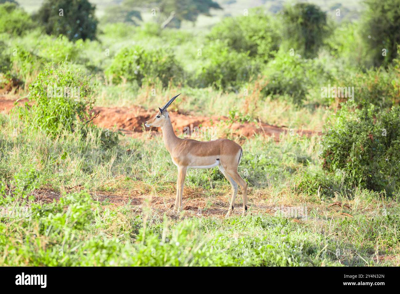 Ampala focused in the African safari Stock Photo - Alamy