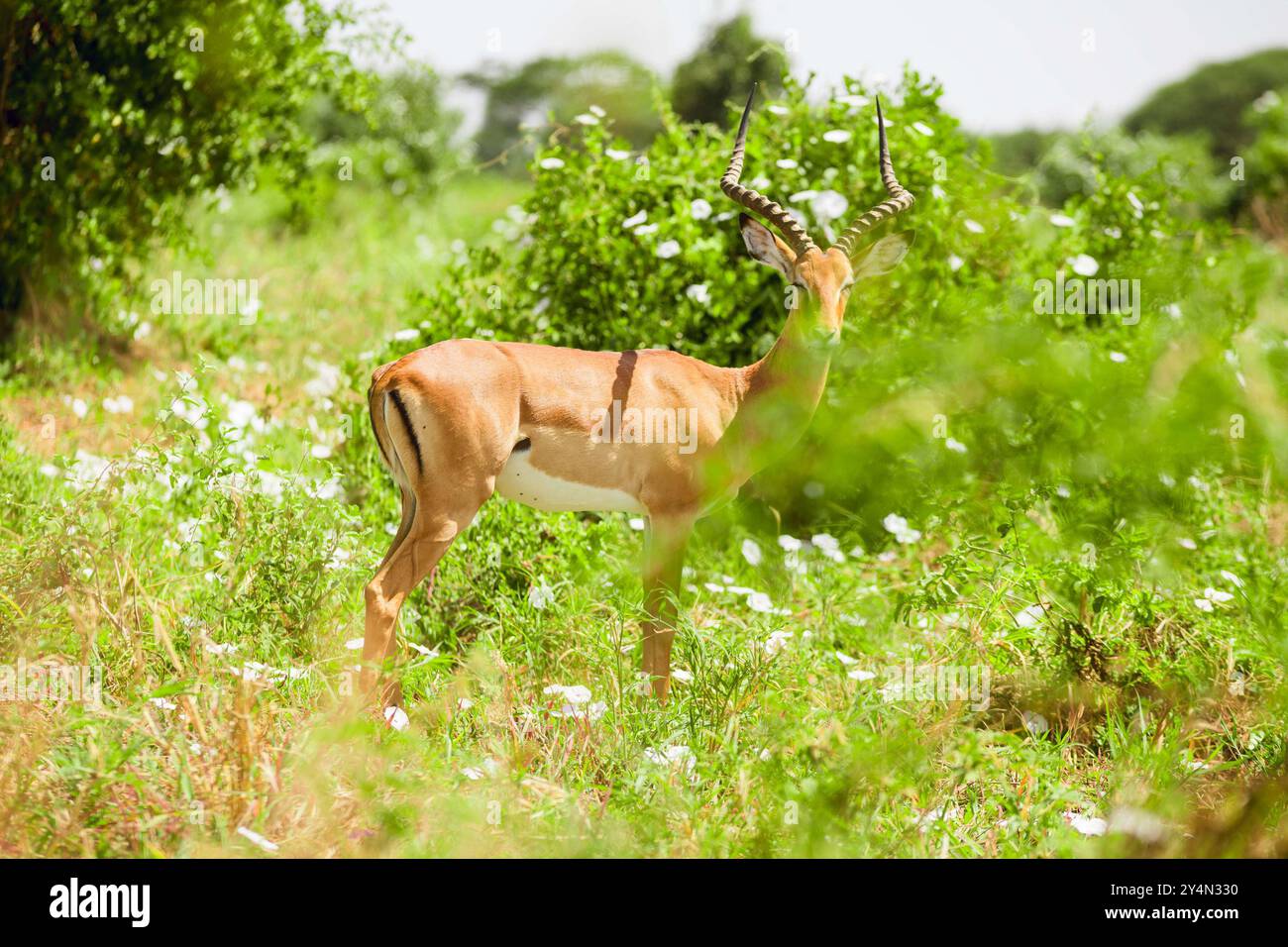 Ampala focused in the African safari Stock Photo - Alamy