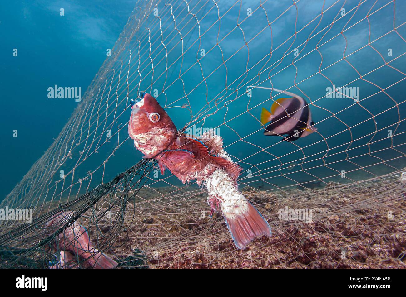 Ghost fishing nets snagged on the reef kills fish Stock Photo - Alamy