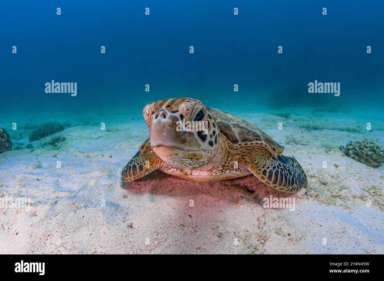 Green sea turtle relaxing on sandy sea bed looking directly at the ...