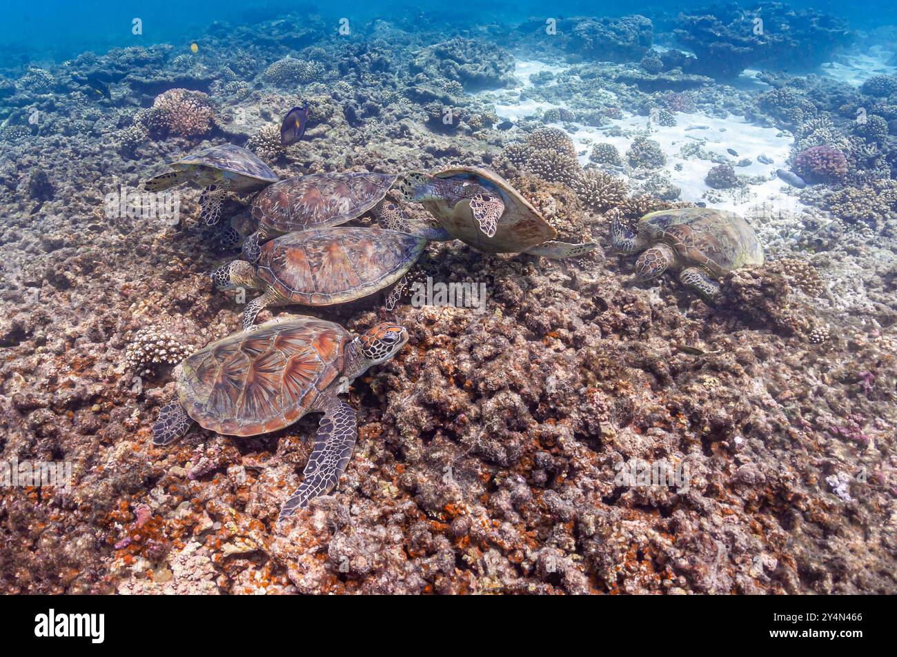Turtles aggregate in unusual gathering to feed on algae Stock Photo - Alamy