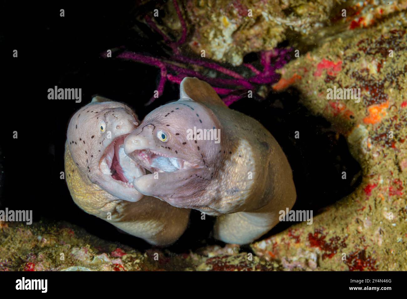 Two juvenile grey moray eels peer out from the lair Stock Photo - Alamy