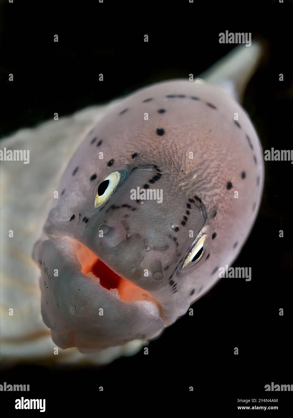 Grey moray close up shows diffused red glow to the face and mouth Stock ...