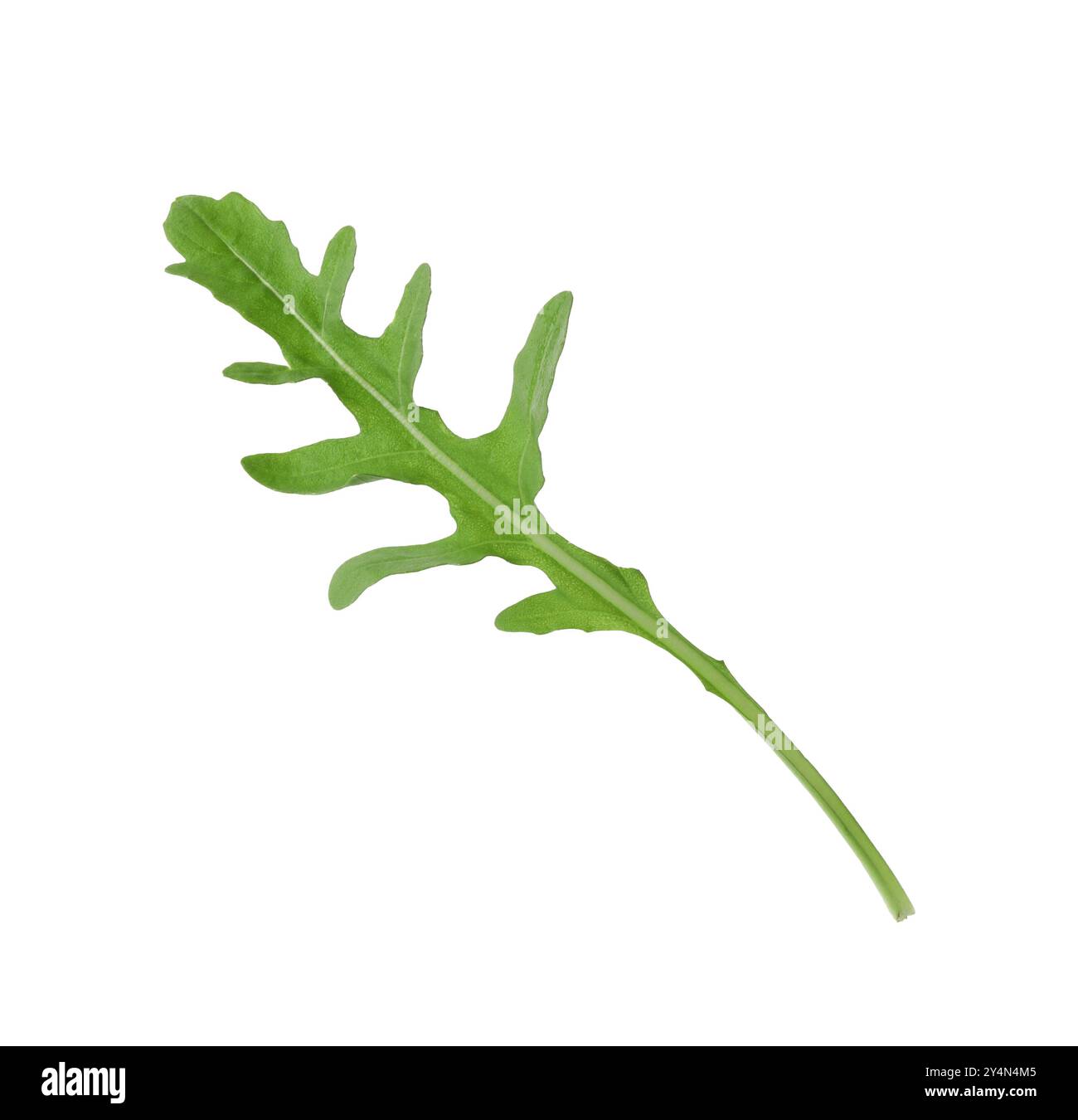One fresh arugula leaf isolated on white Stock Photo - Alamy