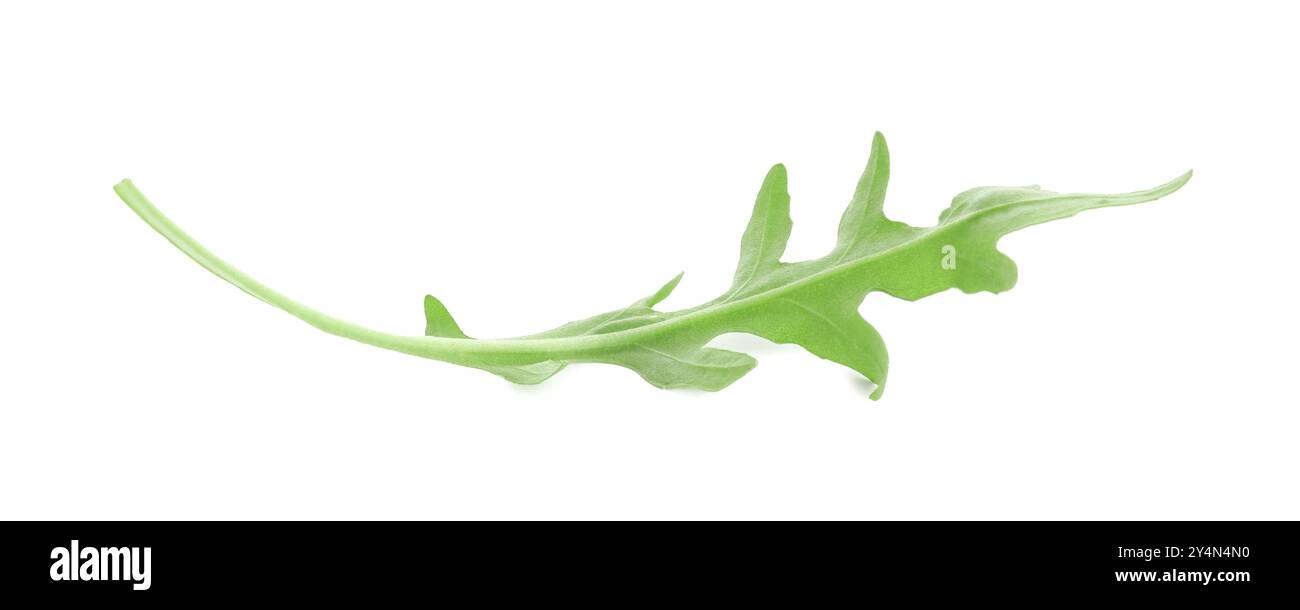 One fresh arugula leaf isolated on white Stock Photo - Alamy