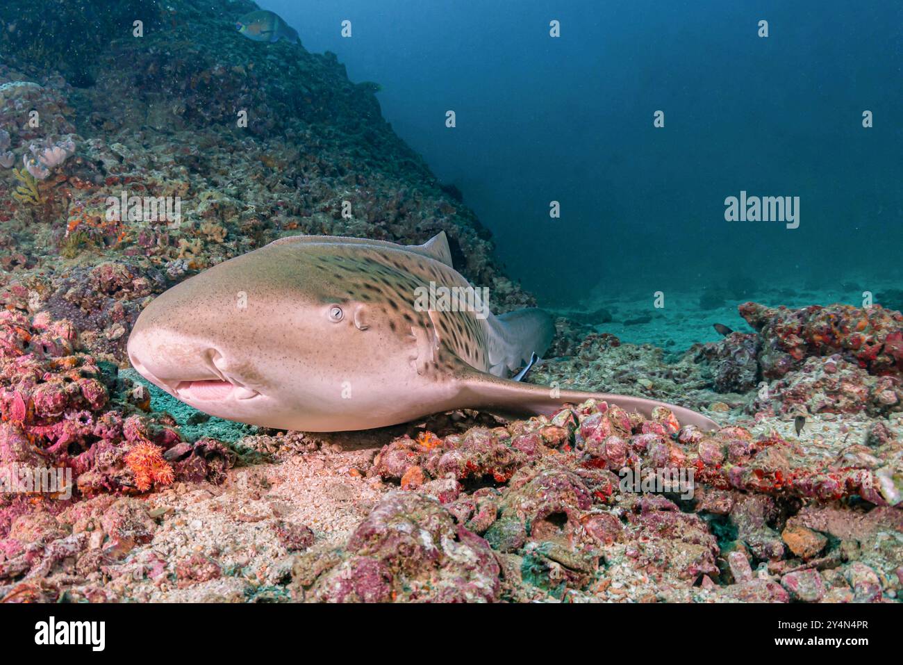 Zebra shark resting on the seabed Stock Photo - Alamy