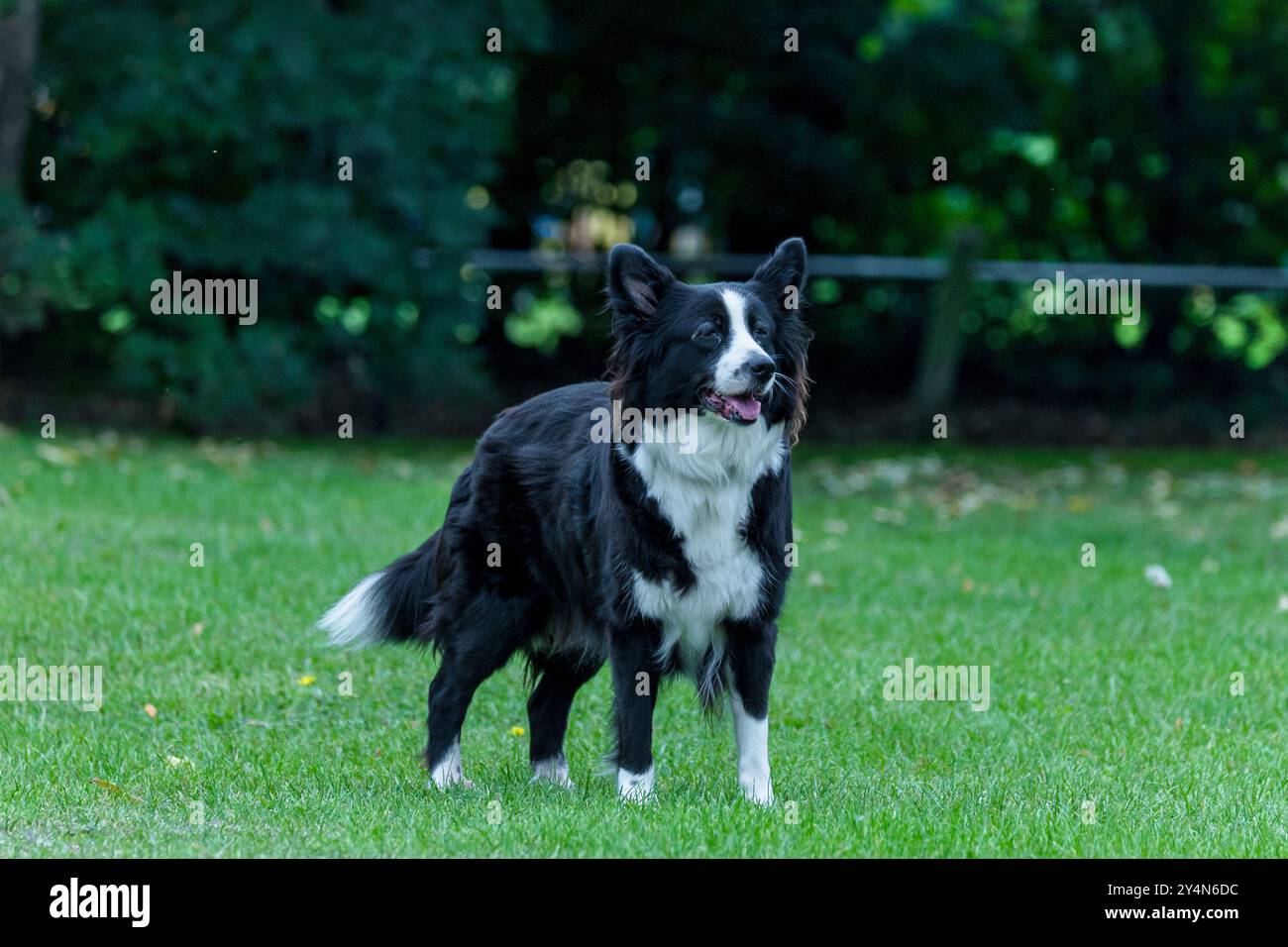 Sheepdog in the park alone Stock Photo - Alamy