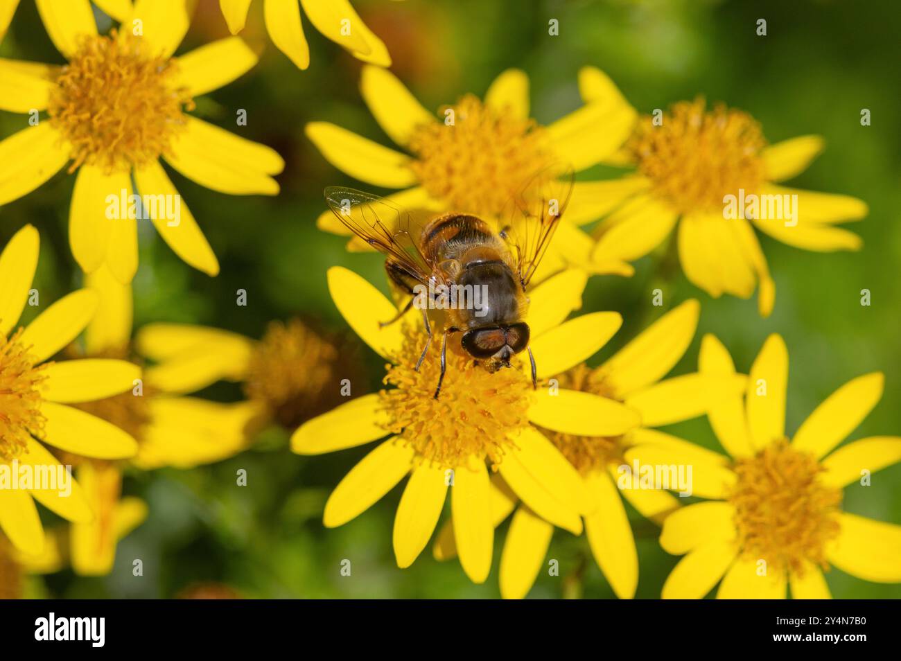 The Striped Hover-fly is a classic example of Batesian Mimicry. This is ...