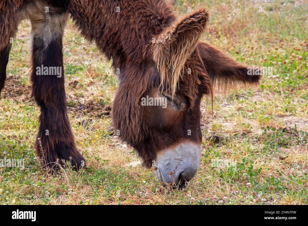 Baudets du Poitou in profile grazing in the meadow Stock Photo - Alamy