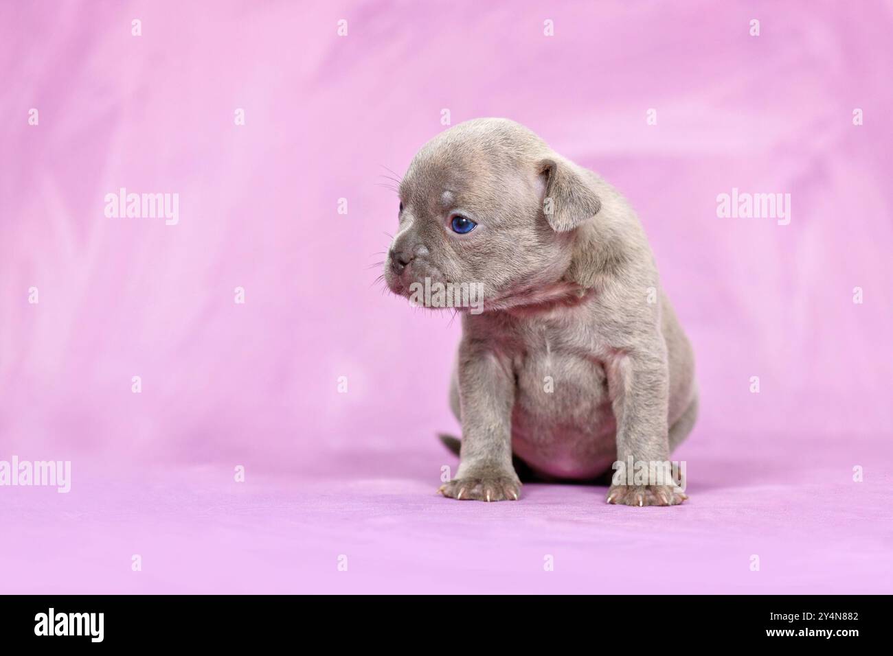 Four weeks young Lilac Brindle French Bulldog puppy in fonr of pink ...