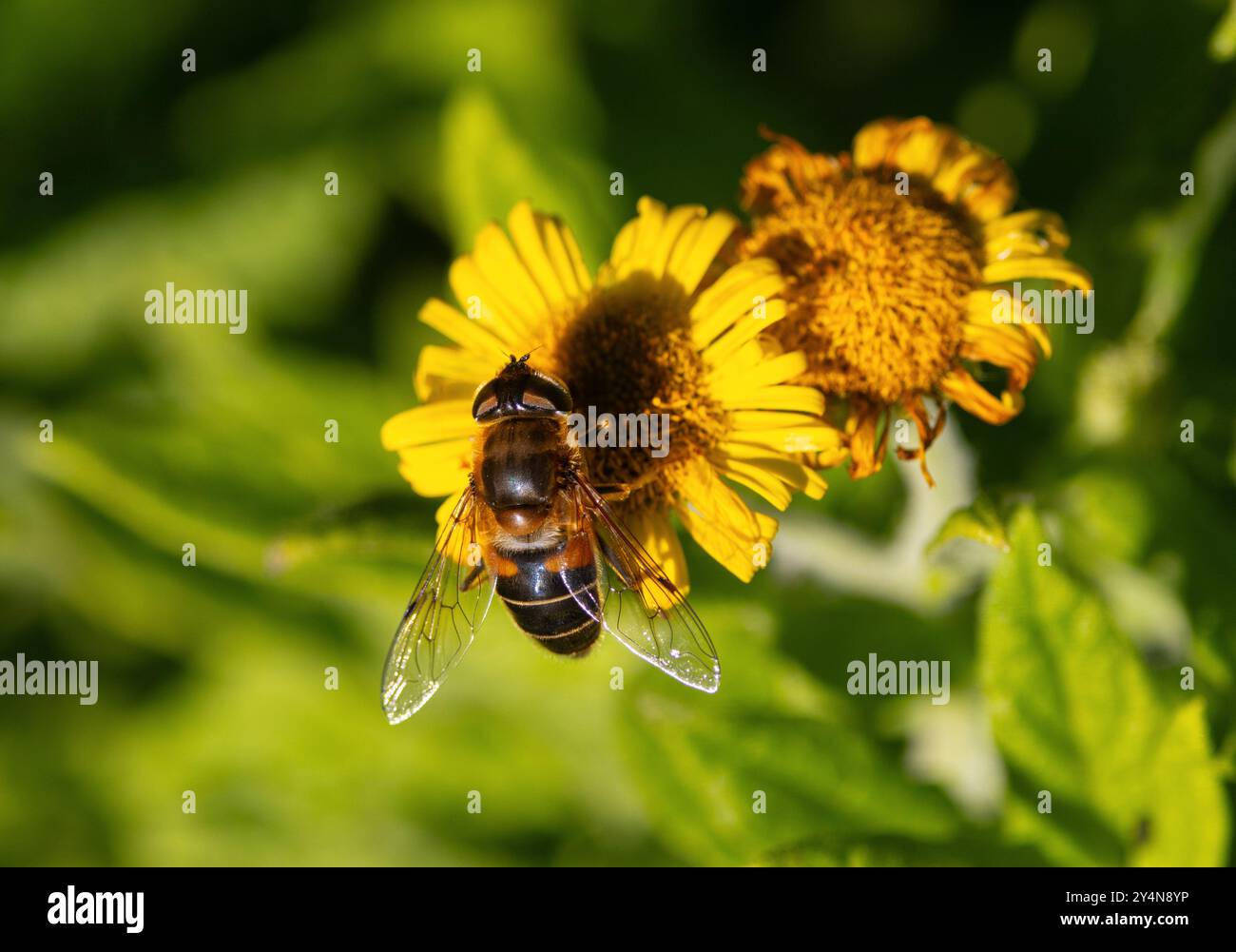 The Striped Hover-fly is a classic example of Batesian Mimicry. This is ...