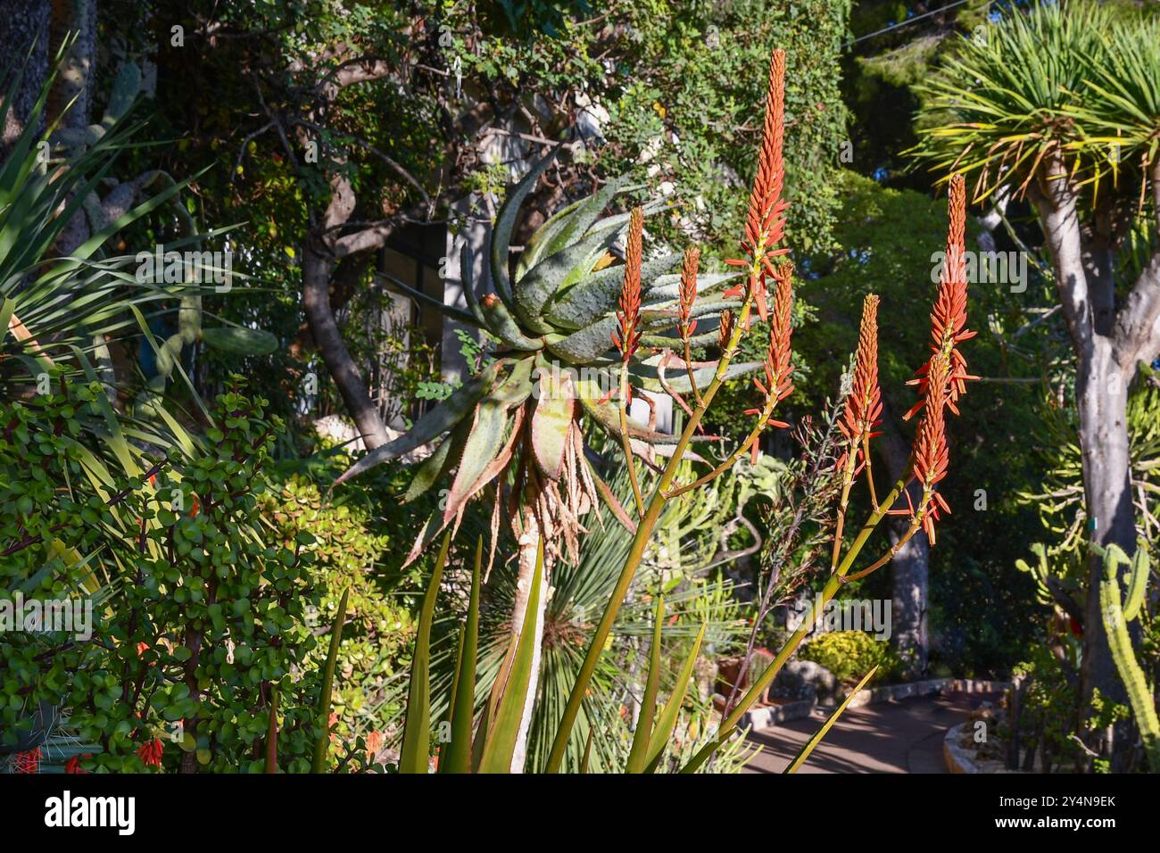 A view of the Saint Martin Gardens (1816) with Mediterranean and exotic ...