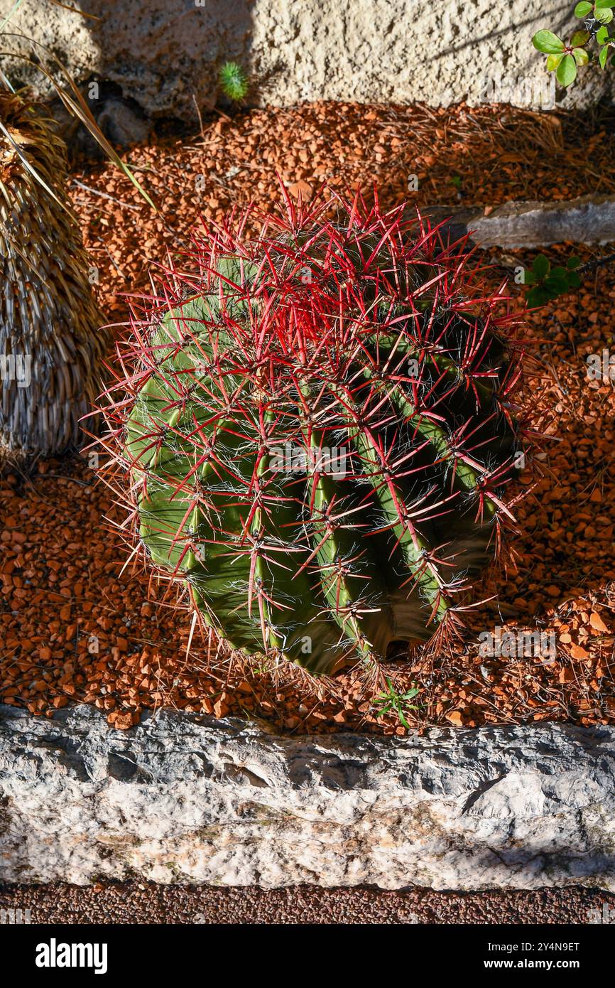 Ferocactus with red thorns, a genus of large barrel-shaped cactus ...