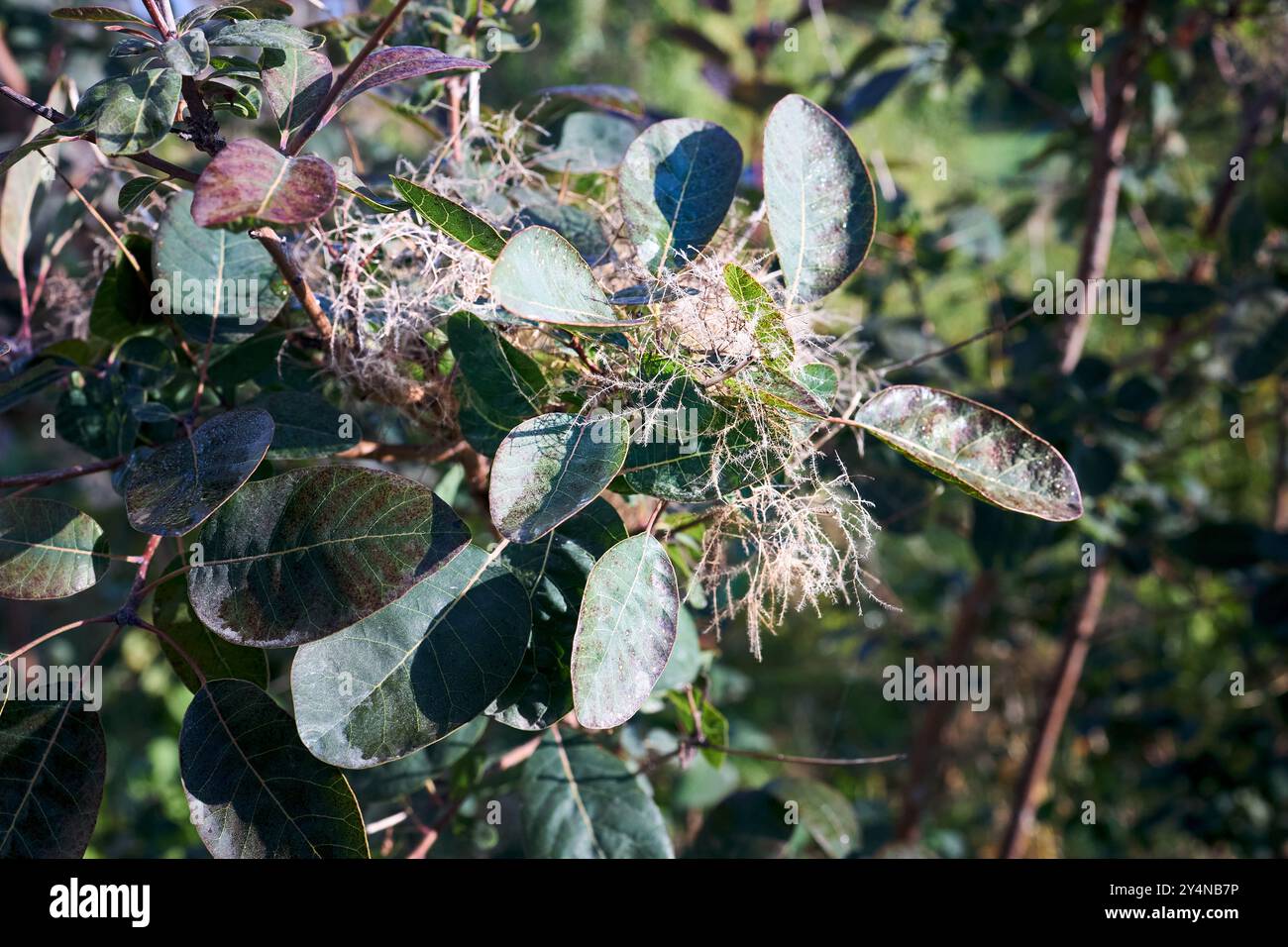Cotinus coggygria, Rhus cotinus, European smoketree, Eurasian smoketree ...