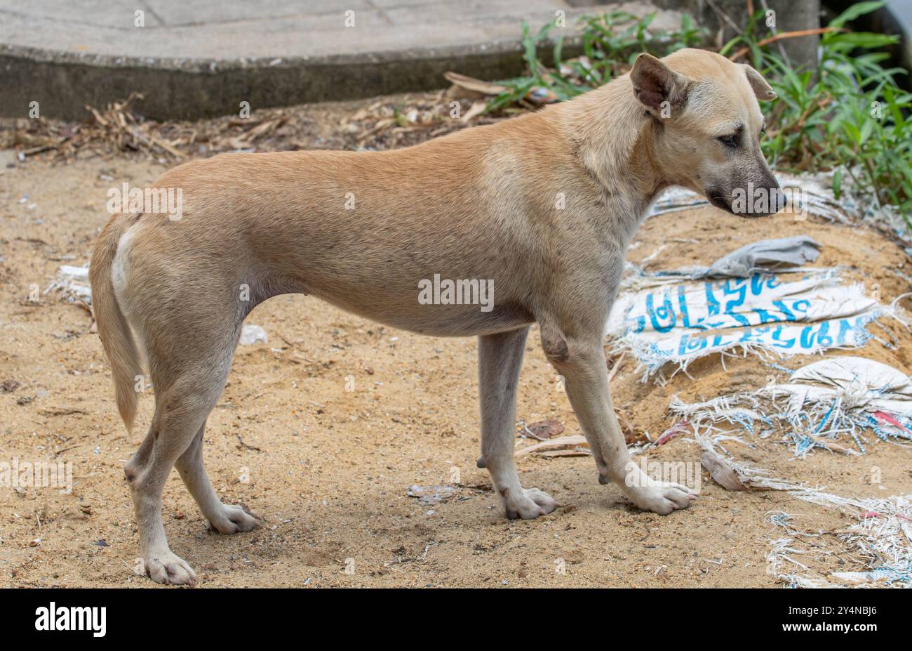 Stray life hi-res stock photography and images - Alamy