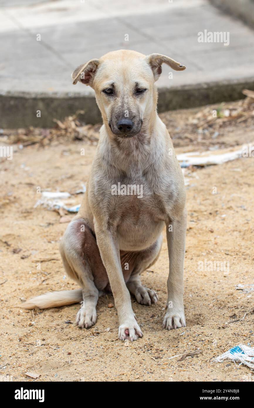 Stray homeless dog sitting hi-res stock photography and images - Alamy