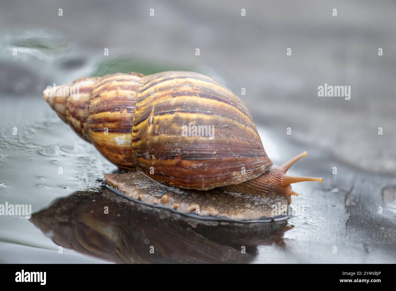 Snail anatomy hi-res stock photography and images - Alamy