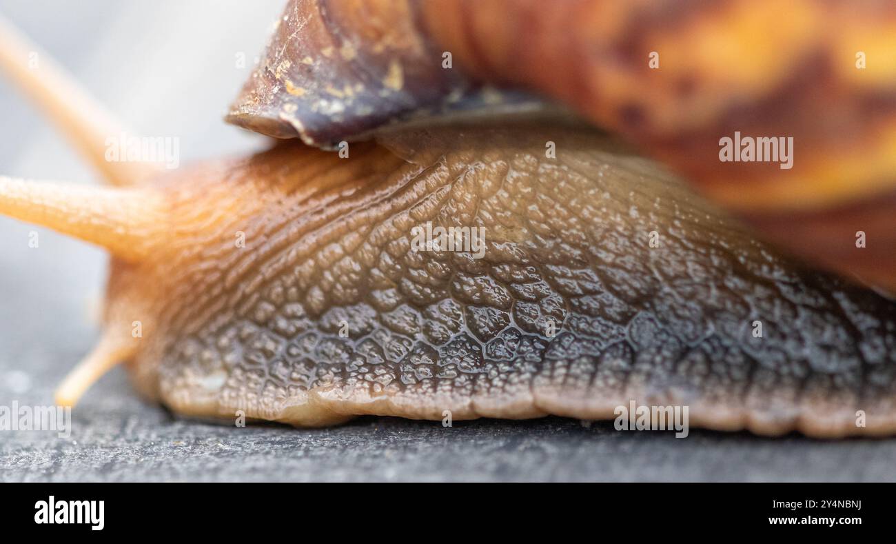 Snail anatomy hi-res stock photography and images - Alamy