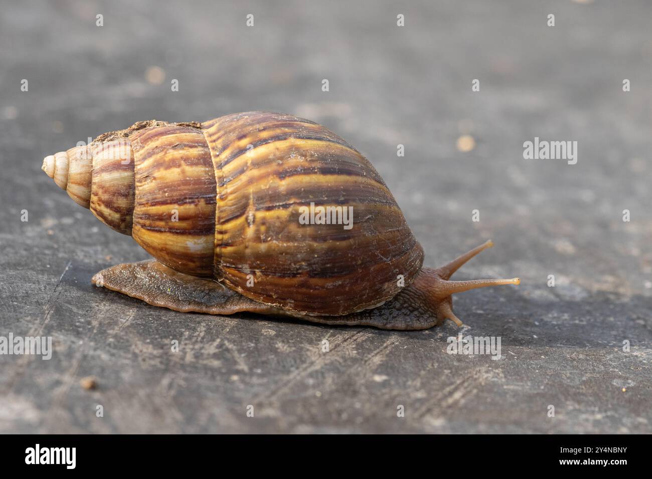 Snail anatomy hi-res stock photography and images - Alamy