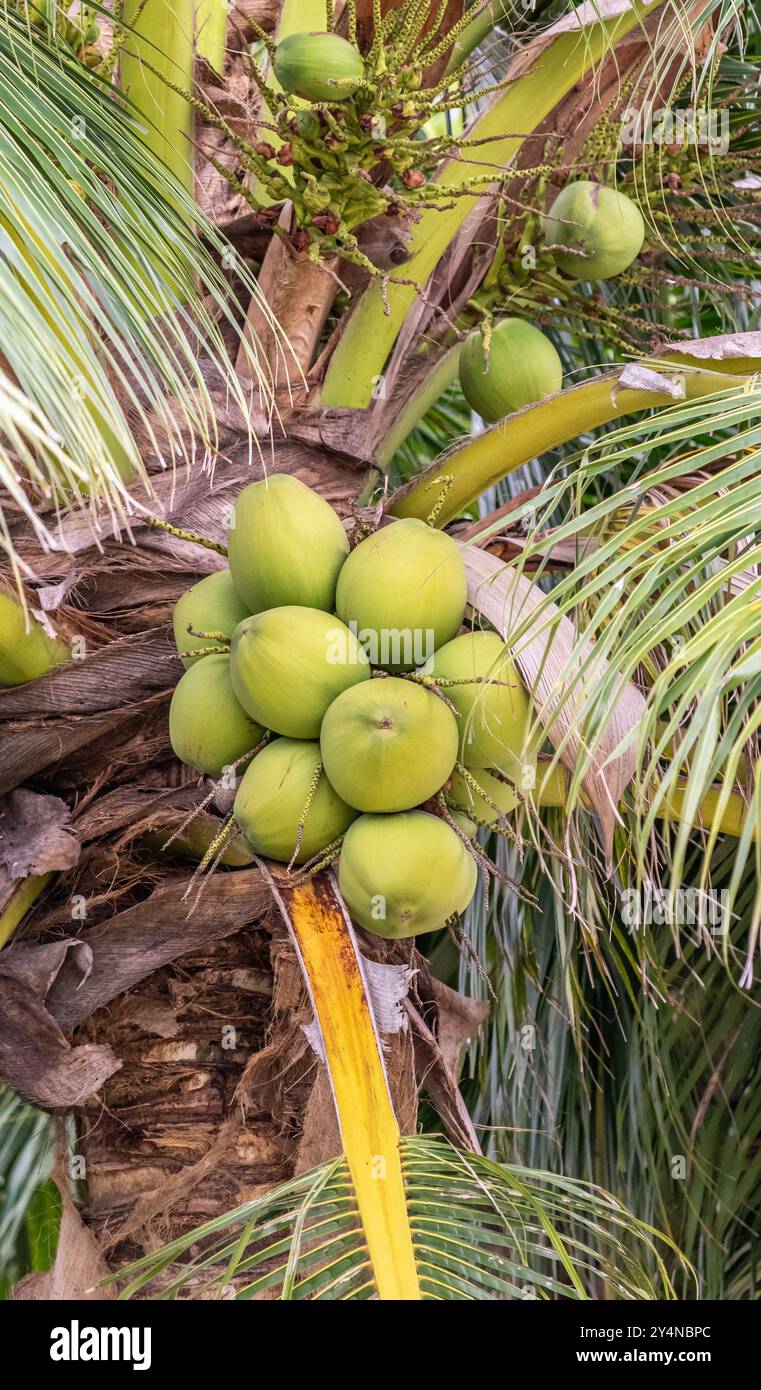Beautiful coconut tree coconuts hi-res stock photography and images - Alamy