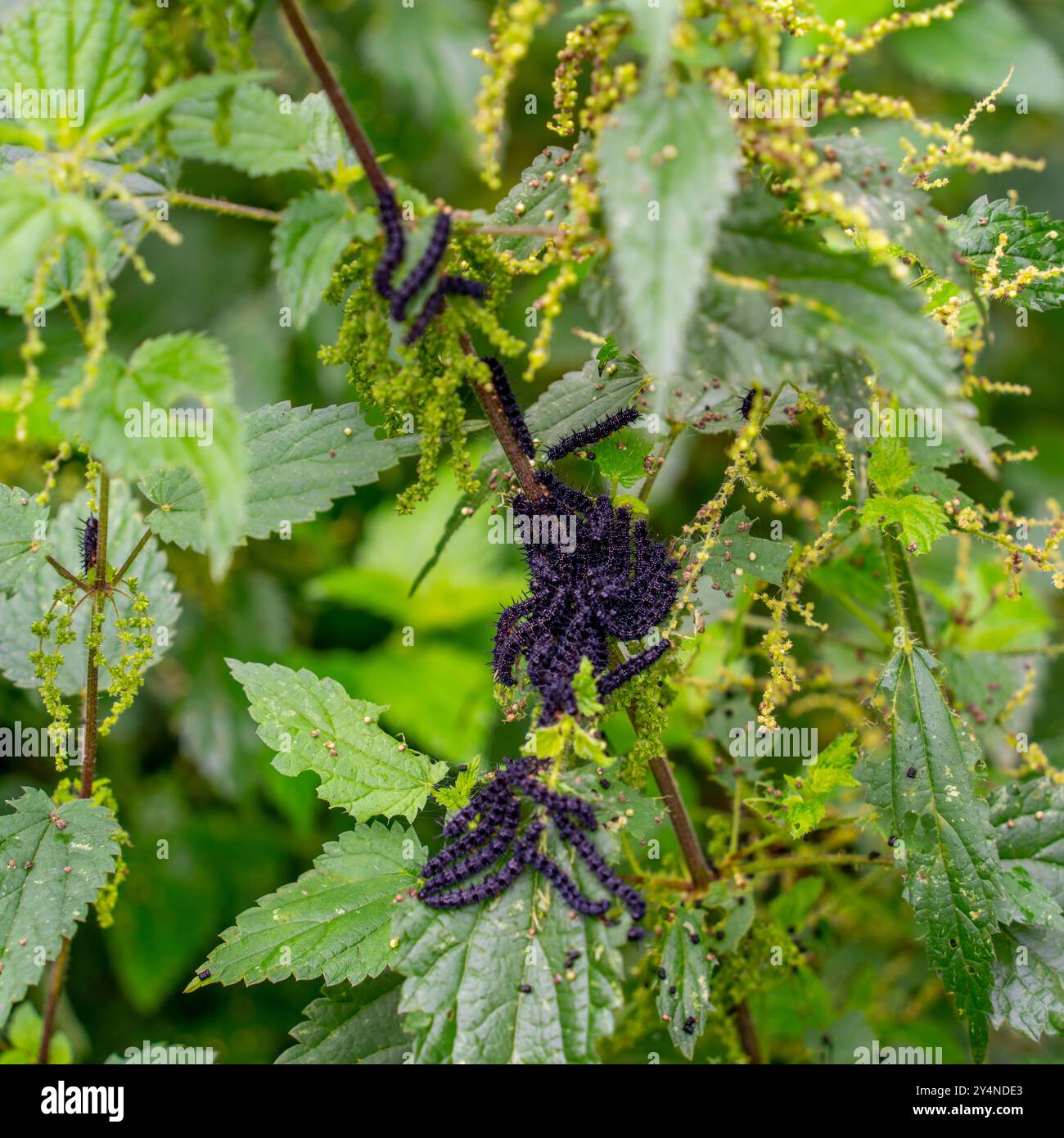 Stinging-Nettle with caterpillars of Peacock butterfly (Aglais io Stock ...